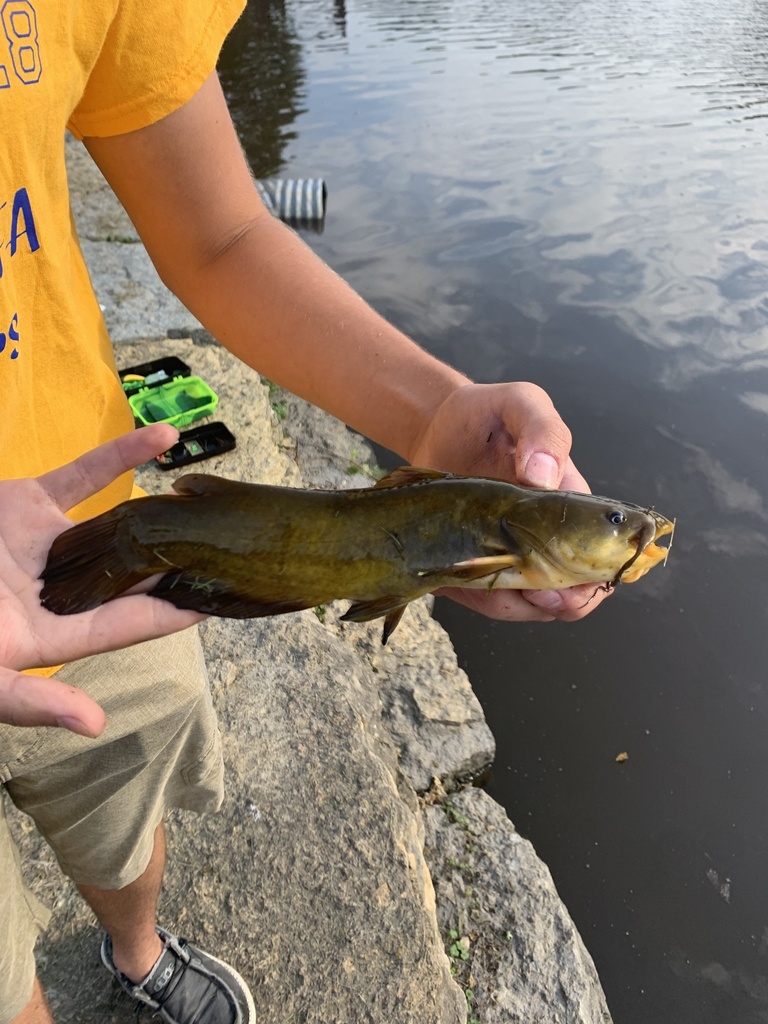 Yellow Bullhead from Fireman's Park, Marshall, WI, US on September 17 ...