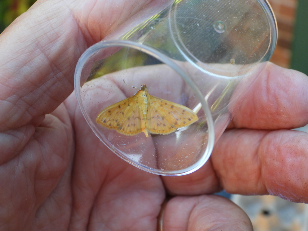 Patania balteata from Lismore NSW 2480, Australia on March 14, 2024 at ...