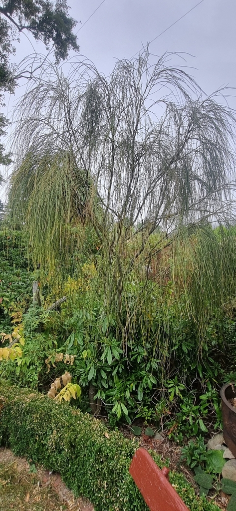 native broom from Burkes Pass 7987, New Zealand on March 13, 2024 at 01 ...