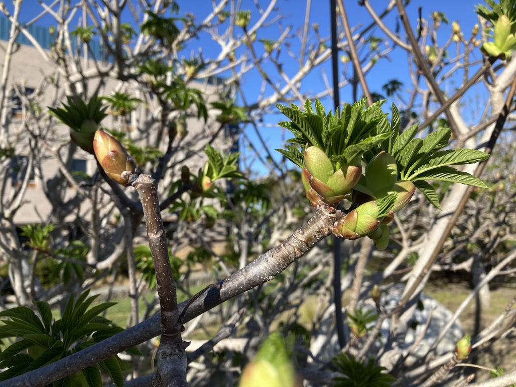California buckeye from California State University, Monterey Bay ...