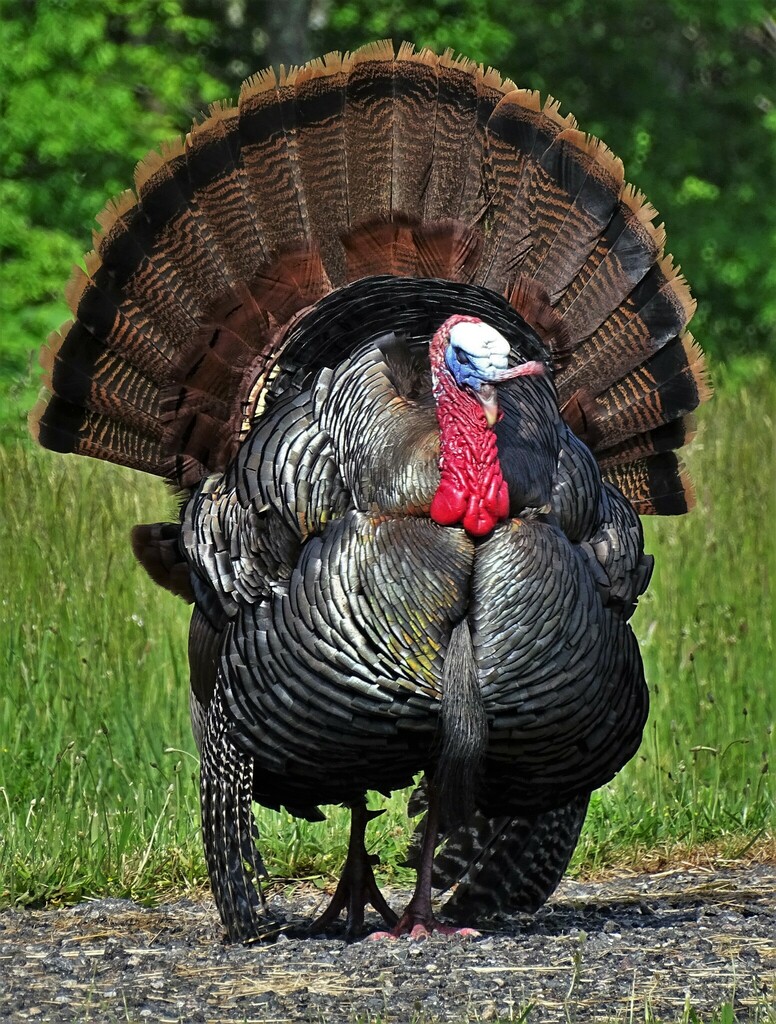 Wild Turkey from Freetown, MA, USA on May 27, 2021 at 09:34 AM by jim ...
