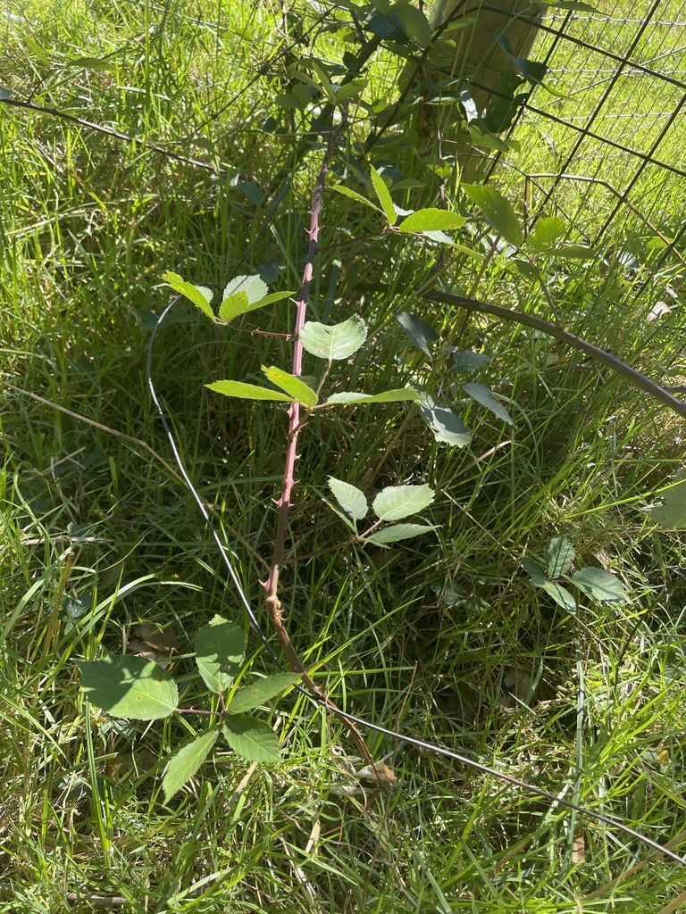 brambles from Doon Rd, Launching Place, VIC, AU on March 15, 2024 at 11 ...