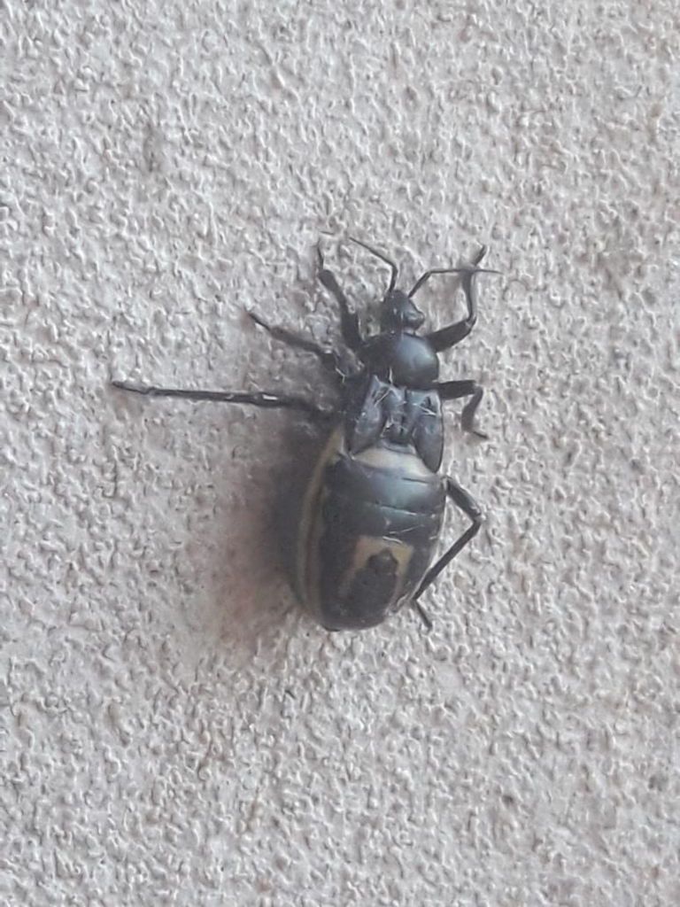 Winged and Once-winged Insects from Punilla, Córdoba, Argentina on ...