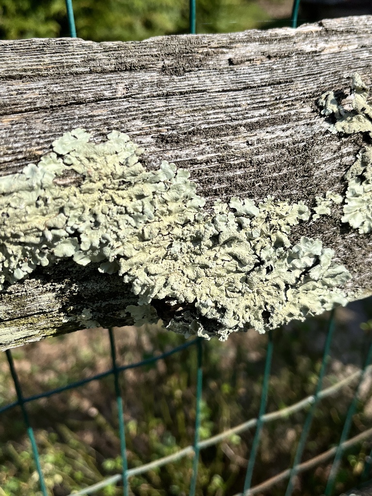 common greenshield lichen from Forge Pl, Doylestown, PA, US on March 14 ...