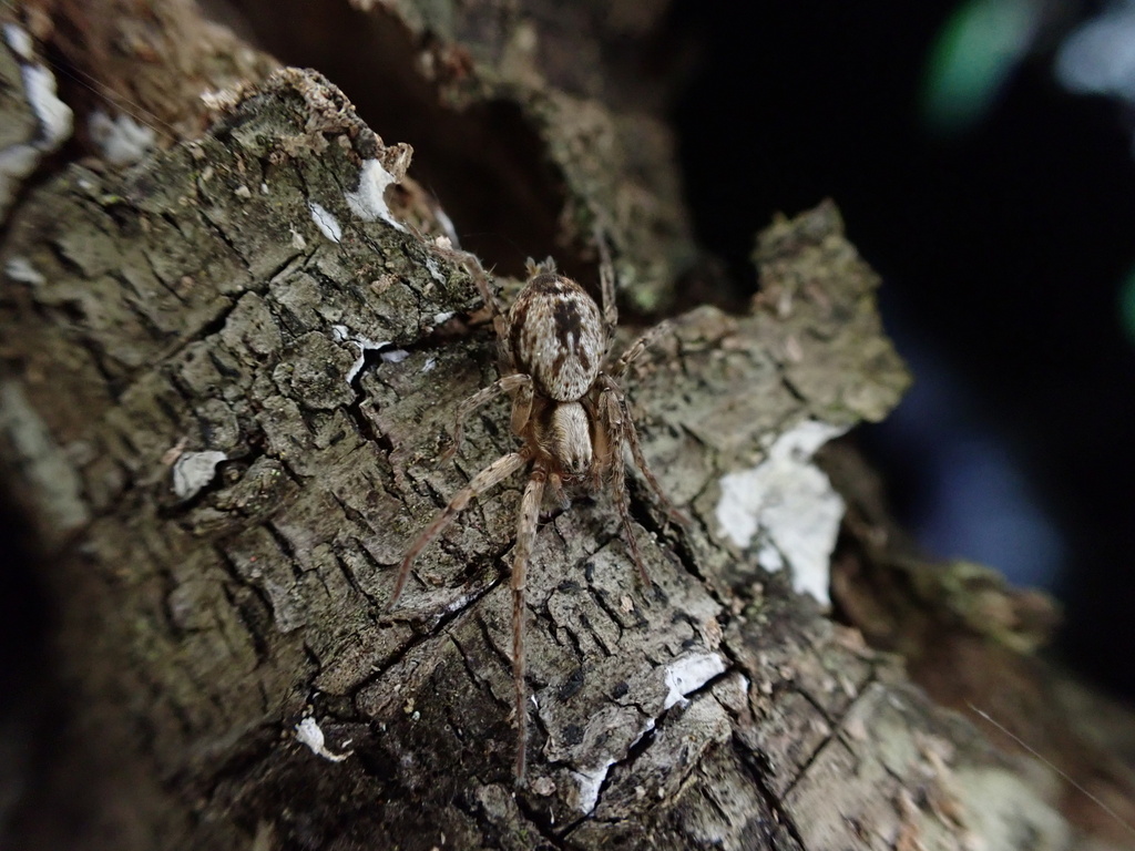 Anyphaena pugil in March 2024 by ケシカタ · iNaturalist