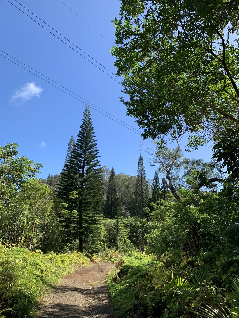 Eutacta from Oʻahu, Kāneʻohe, HI, US on February 23, 2024 at 10:25 AM ...