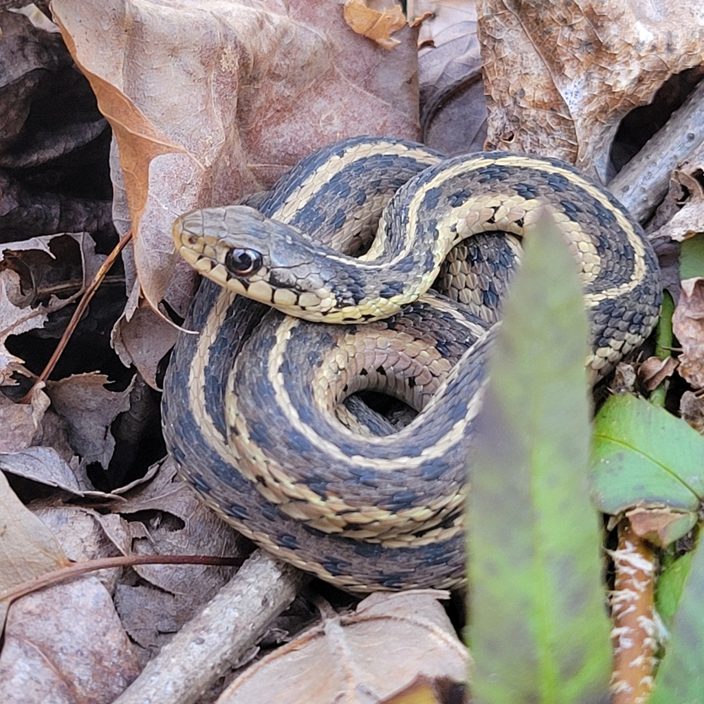 Common Garter Snake in March 2024 by Carlos J. Pasiche Lisboa · iNaturalist