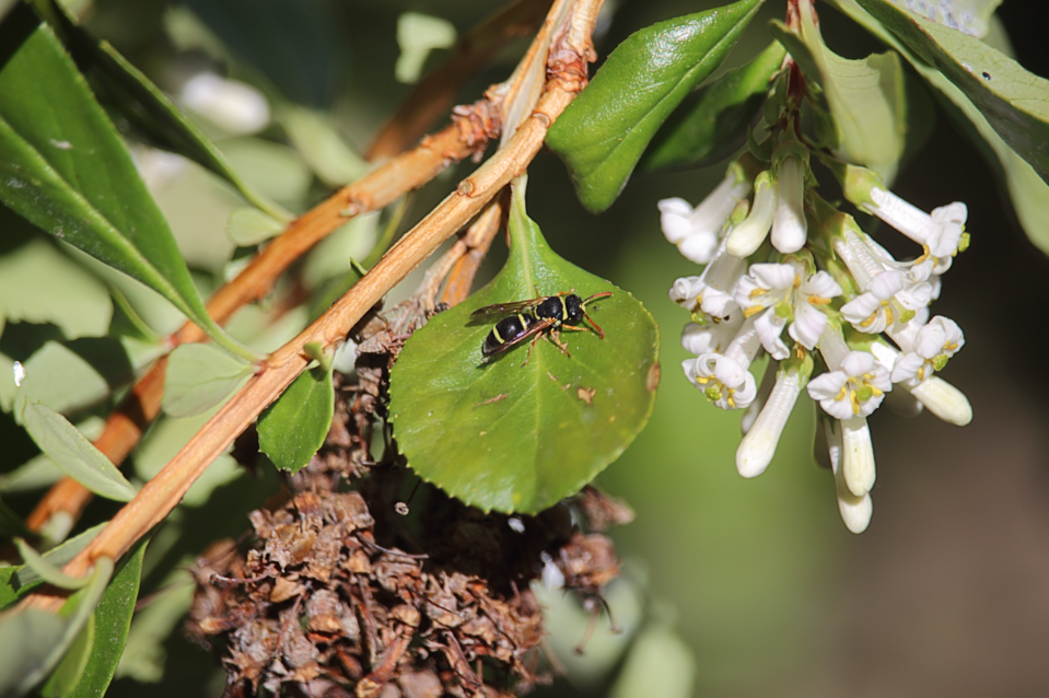 Potter and Mason Wasps from Santiago, Región Metropolitana, Chile on ...