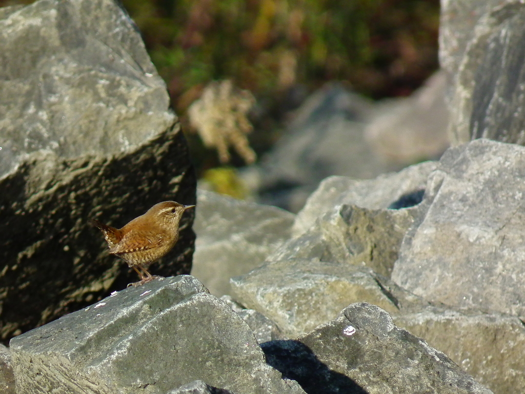 Winter Wren (Birds of Alabama) · iNaturalist