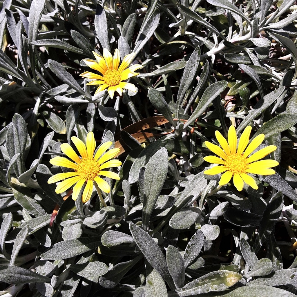 Trailing Treasureflower from Lithgow NSW 2790, Australia on March 14 ...