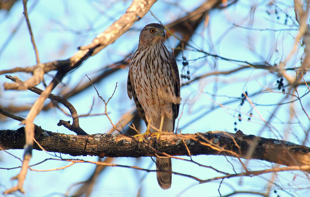 Cooper's Hawk from Dallas, TX, USA Winfrey on March 3, 2021 at 10:25 AM ...