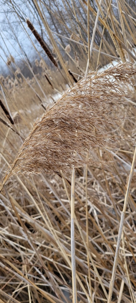 European reed from Bout-de-l'Île, Montréal, QC H1A, Canada on March 9 ...