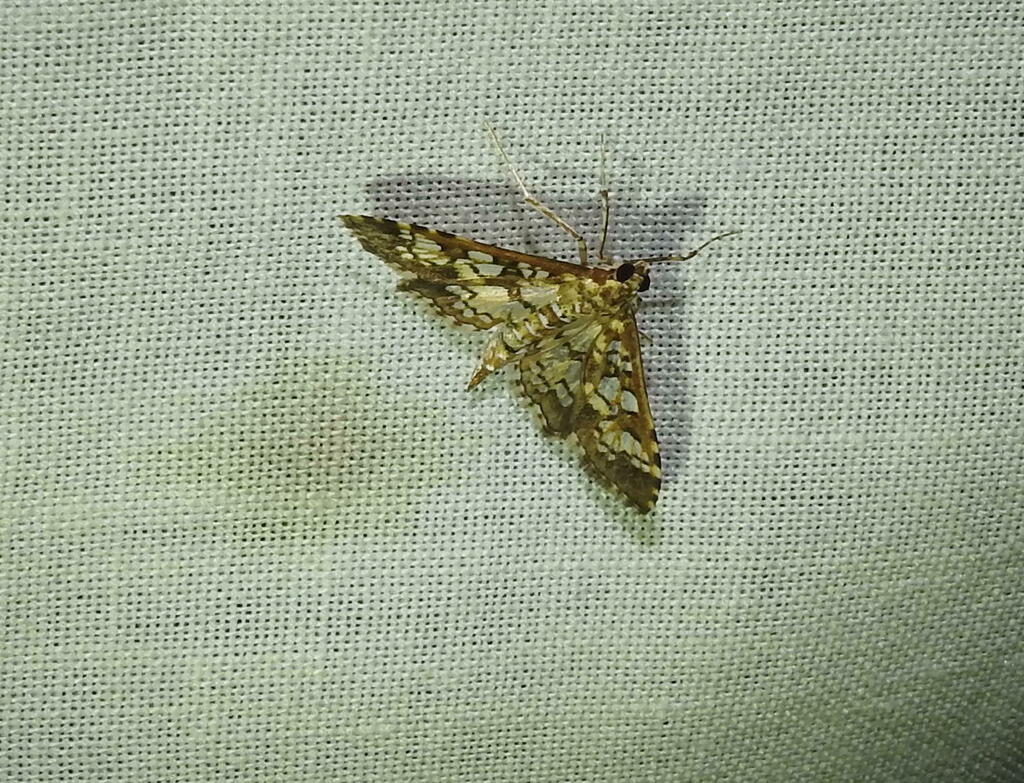 Stained-glass Moth from Port Orange on March 12, 2024 at 07:53 PM by ...