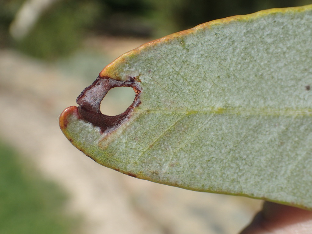 Shield-bearing Moths from Perth WA, Australia on March 5, 2024 at 01:43 ...