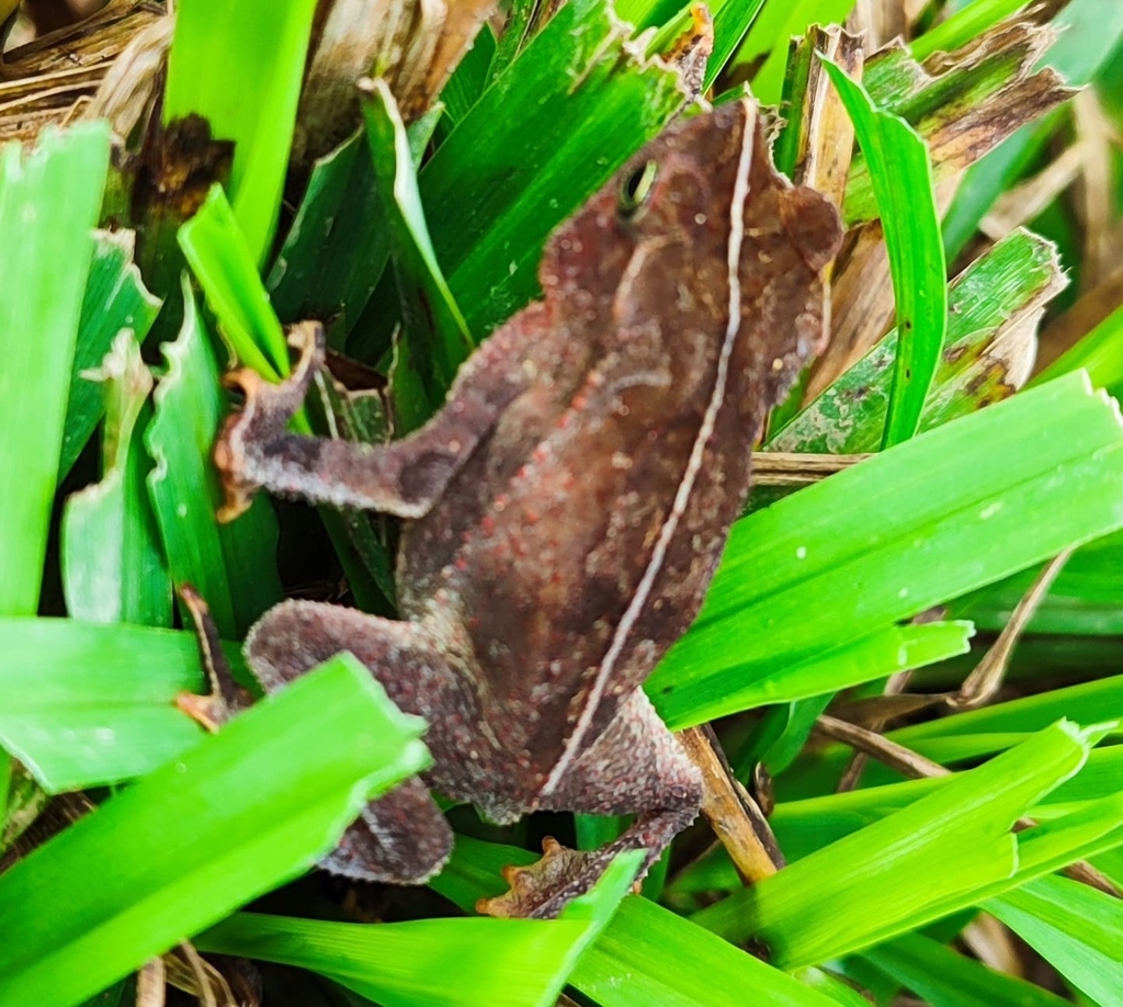 South American Common Toad from Parque Nacional Podocarpus, EC-ZC-CH, EC-ZC, EC on March 14 ...