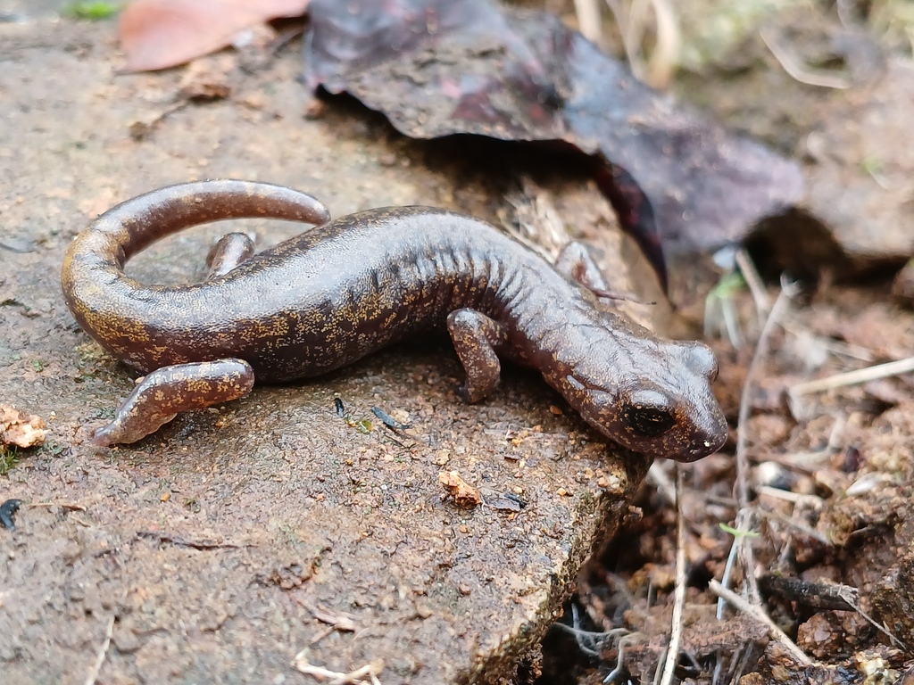 Samwel Shasta Salamander in March 2024 by nothingmajor. Lifer. These ...