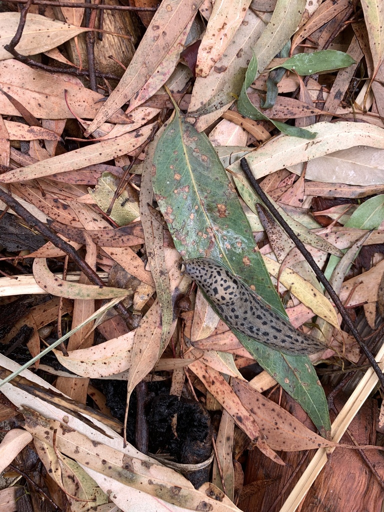 Leopard Slug from Markham Reserve, Ashburton, VIC, AU on March 13, 2024 ...