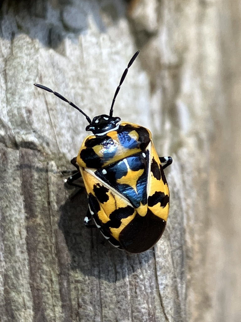 Harlequin Bug from Montgomery County, MD, USA on March 14, 2024 at 12: ...