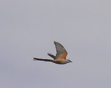 Scissor-tailed Flycatcher (Birds of Alabama) · iNaturalist
