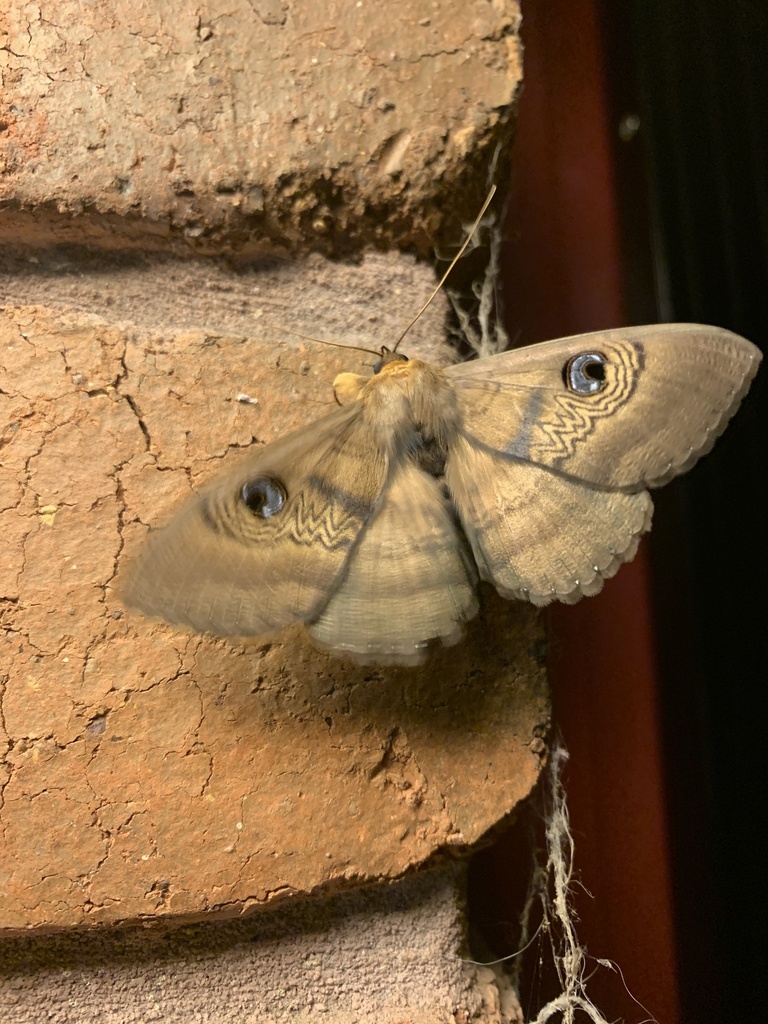 Southern Moon Moth in April 2020 by spacebloke · iNaturalist