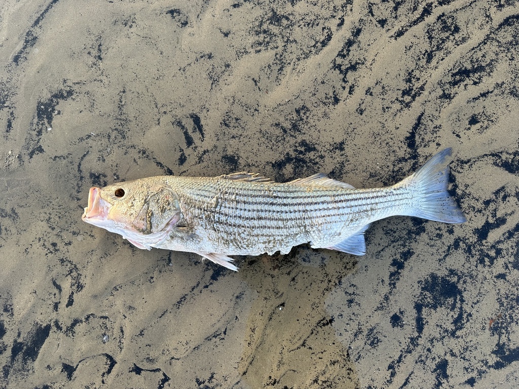 Striped Bass in March 2024 by Cassidy Best · iNaturalist