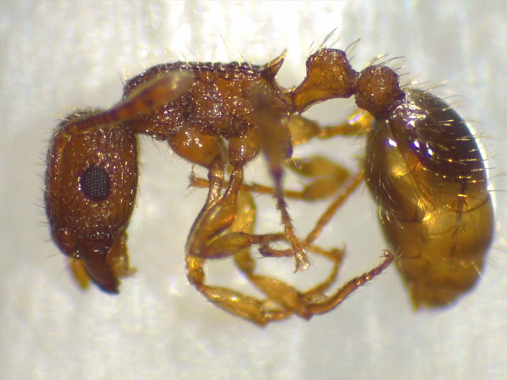 Bicolored Pennant Ant from Hana, HI 96713, USA on March 11, 2024 at 03: ...