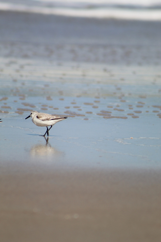 Sanderling from North Atlantic Ocean, FL, US on March 12, 2024 at 02:16 ...