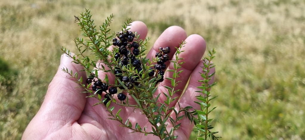 Tutu from Hopkins Valley, New Zealand on March 10, 2024 at 02:30 PM by ...