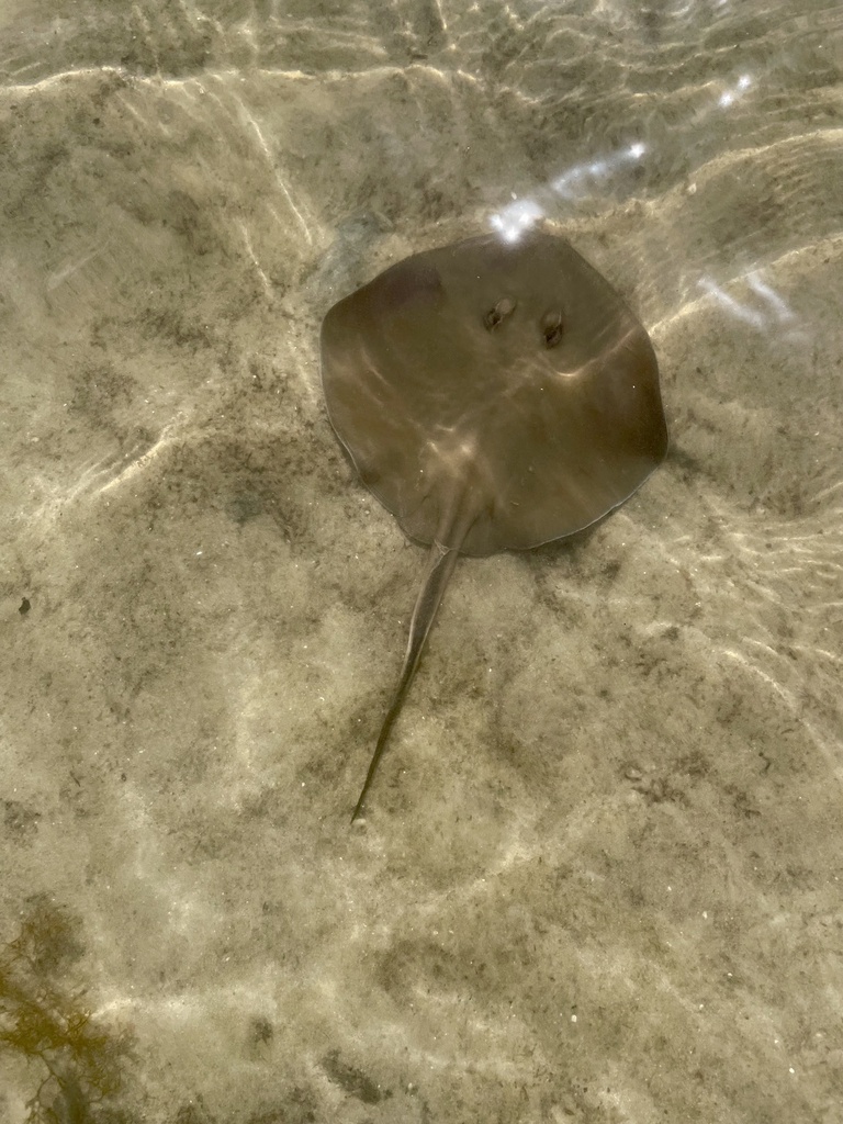 Common Stingaree from Botany Bay, Kurnell, NSW, AU on March 8, 2024 at ...