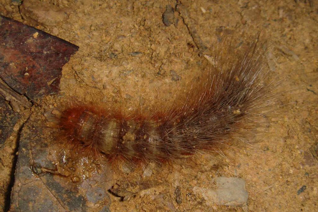 Teara circumfumata from Ponérihouen, Nouvelle-Calédonie on July 21 ...