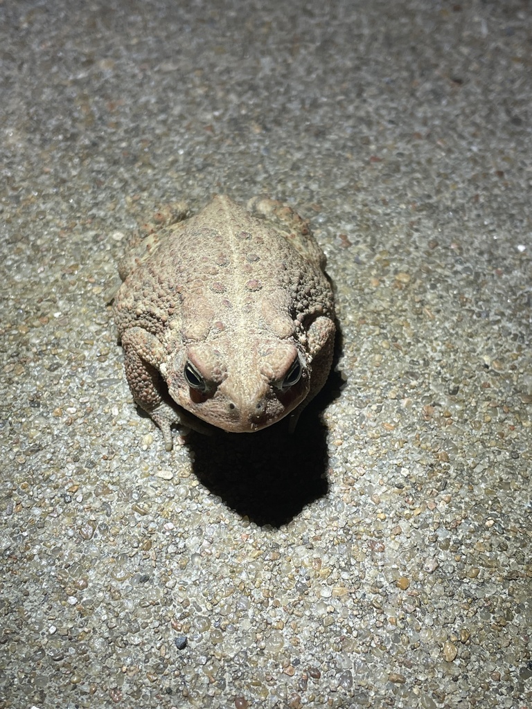 American Toad from S 337th W Ave, Bristow, OK, US on March 14, 2024 at ...