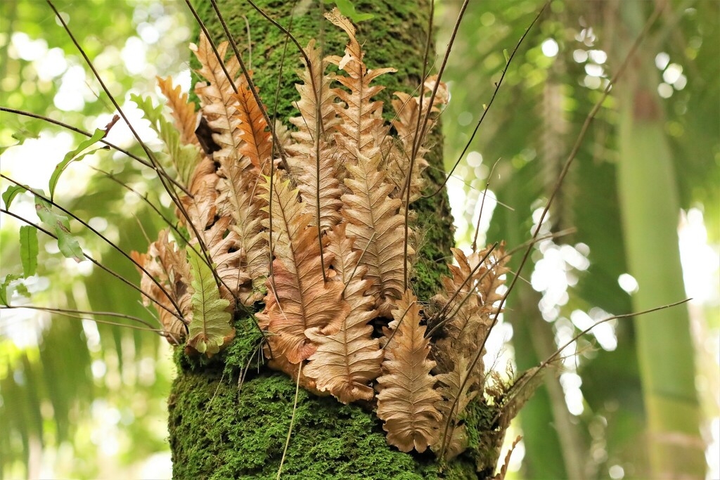 Drynaria rigidula from 79 Pittionis Road Netherdale QLD 4756, Australia ...
