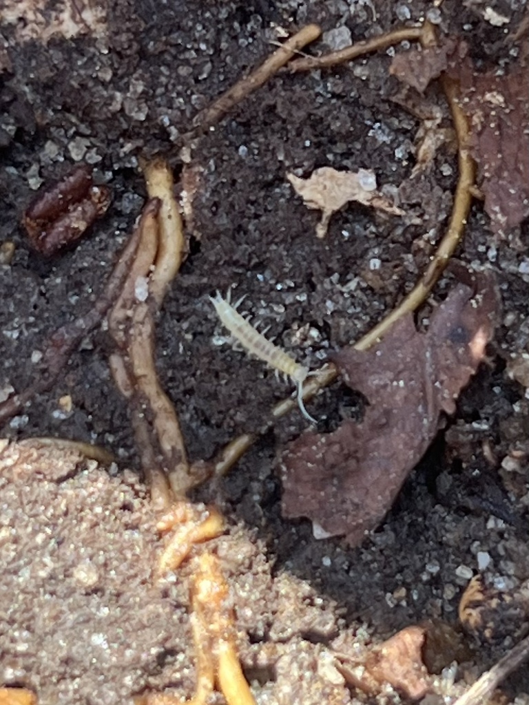 Scutigerellidae from Bloomwood Rd, Columbia, SC, US on March 14, 2024 ...