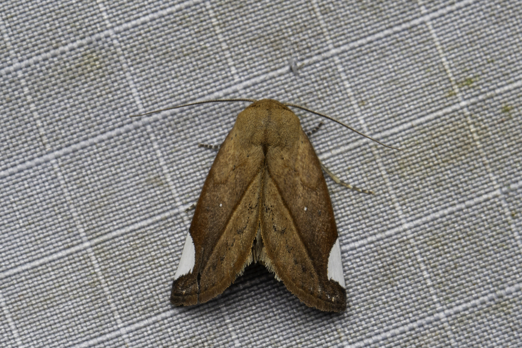 Negeta montanata from MCM Nature Discovery Villa (Stephen's Place ...