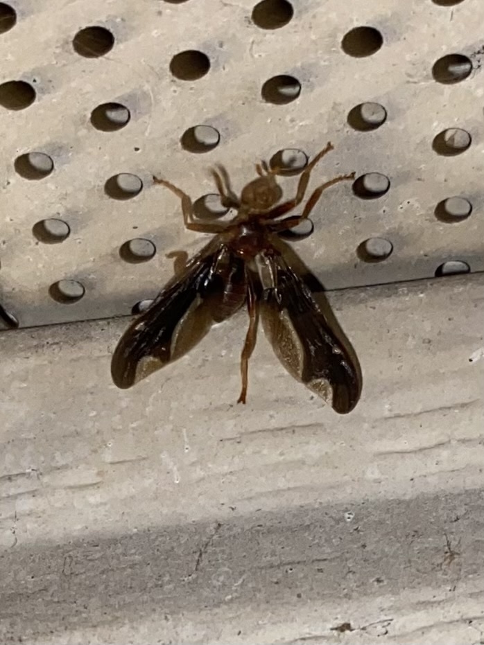 Waved Light Fly from Landers Swink Rd, Eclectic, AL, US on March 14 ...