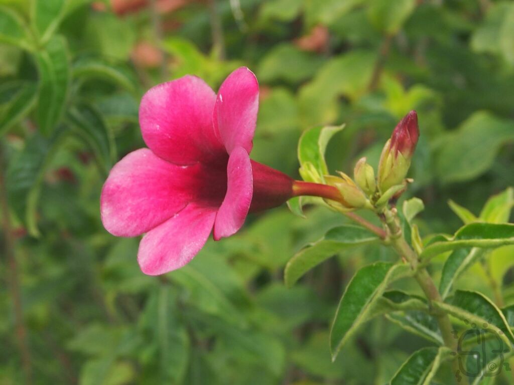 Purple Allamanda from Jordan Valley, Hong Kong on March 15, 2024 at 09: ...