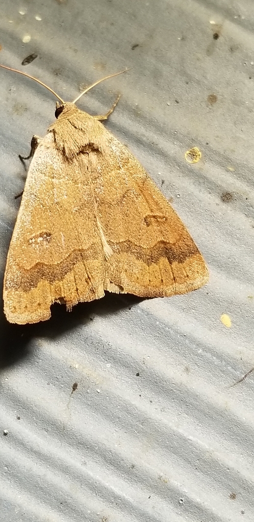 Common Oak Moth from Westbend, KY 40312, USA on March 14, 2024 at 09:55 ...