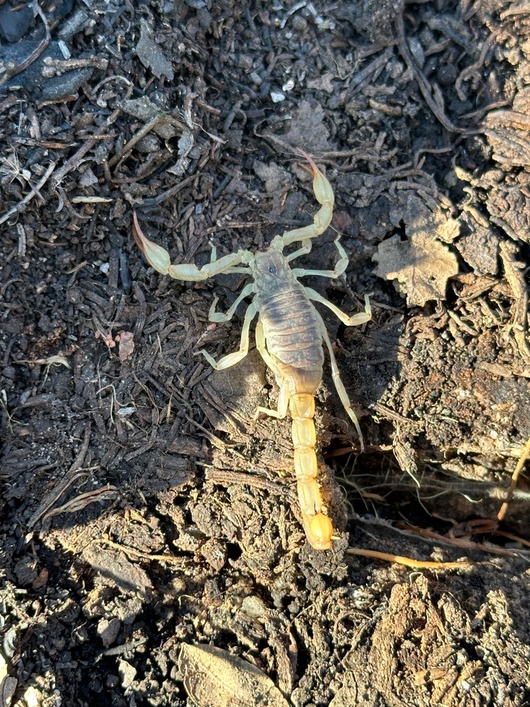 California common scorpion from Grant, Redding, CA 96001, USA on March ...