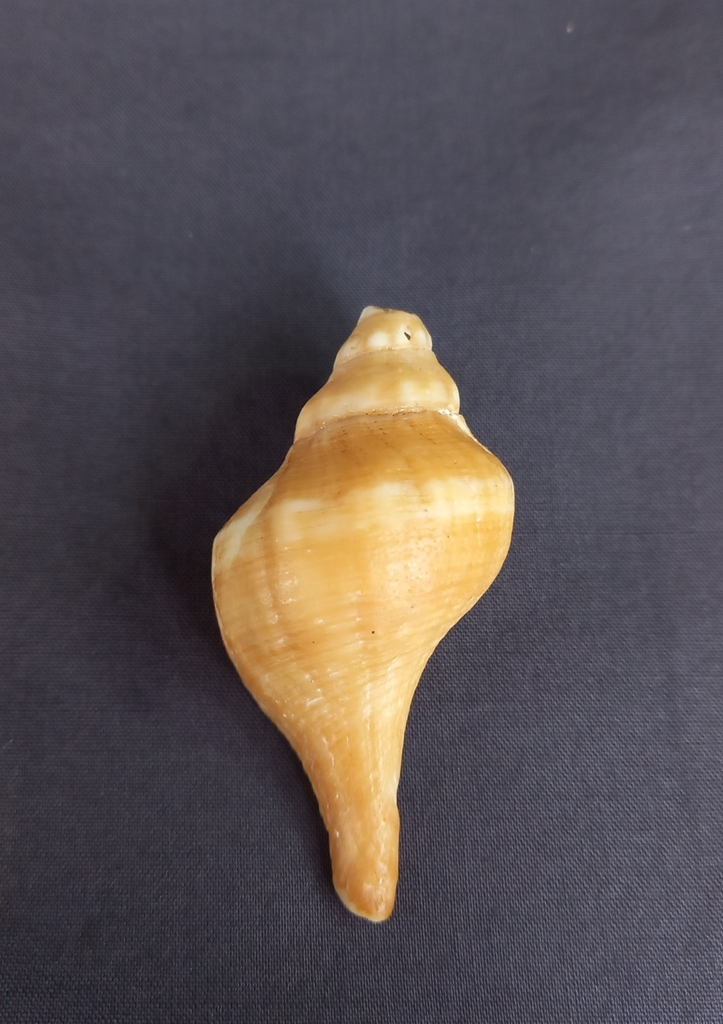 Australian Horse Conch from Cape Conran VIC 3888, Australia on March 13 ...
