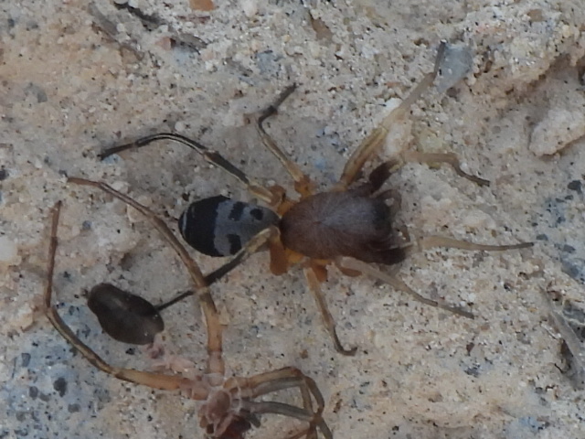 Ground and Ant-mimic Sac Spiders from Dhahran Saudi Arabia on March 1 ...