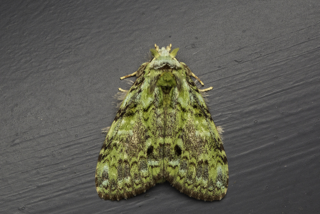 Somera virens from MCM Nature Discovery Villa (Stephen's Place), Fraser ...