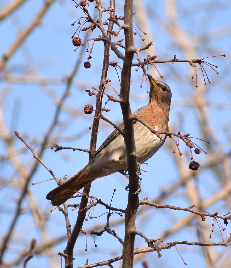 Red-throated Thrush from China, Bei Jing Shi, Hai Dian Qu, 玉渊潭南路玉渊潭公园 ...