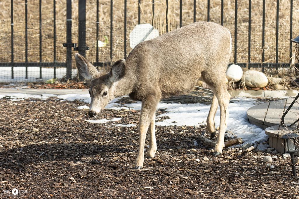 Mule Deer from Riverstone, Calgary, AB, Canada on March 13, 2024 at 12: ...