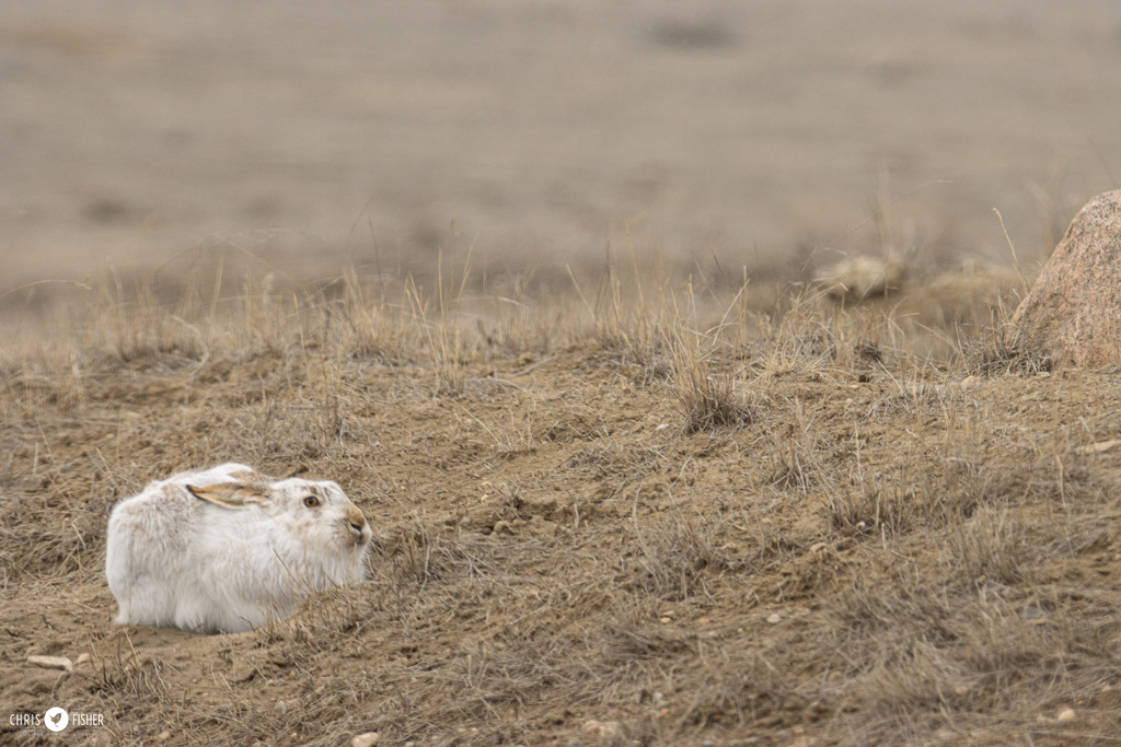 White-tailed Jackrabbit from Newell County No. 4, AB T0J, Canada on ...