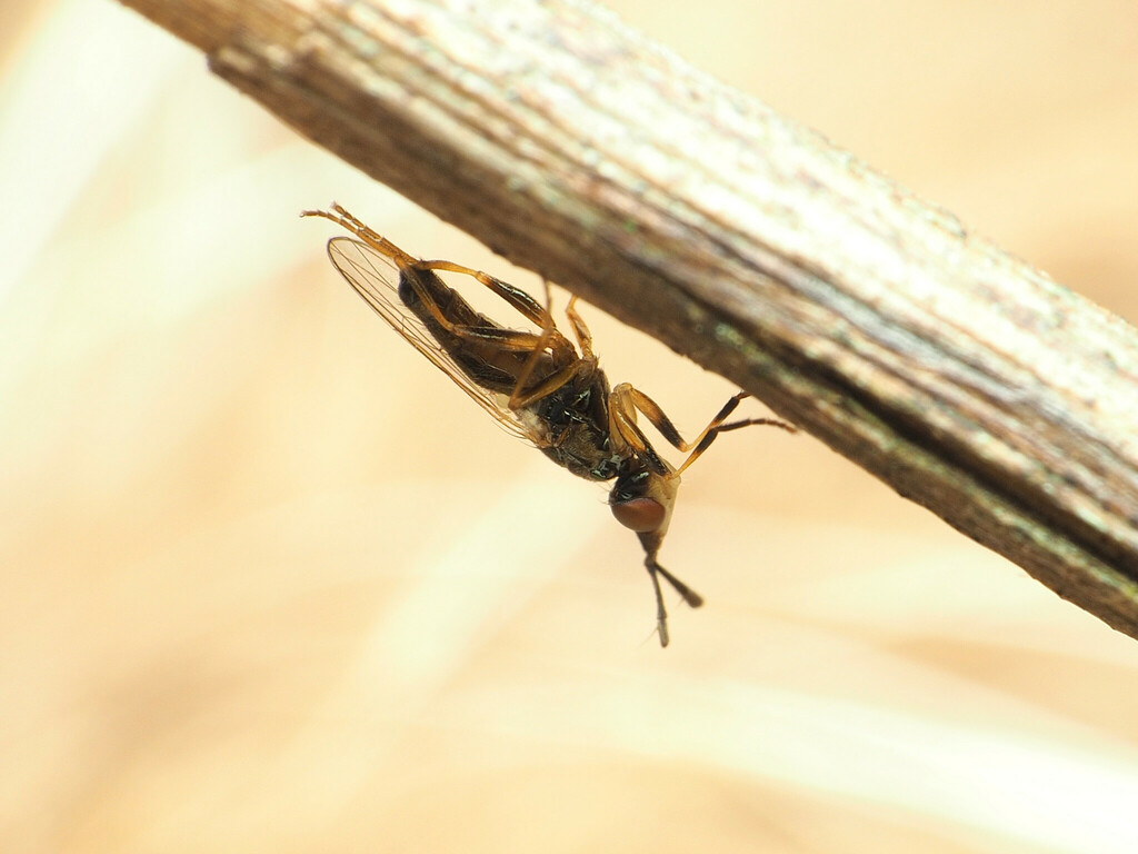 Waltzing Fly from Montgomery, Maryland, United States on March 13, 2024 ...