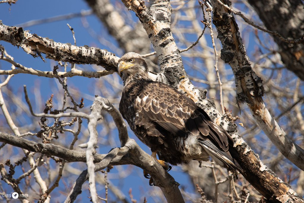 Bald Eagle from Southeast Calgary, Calgary, AB, Canada on March 13 ...