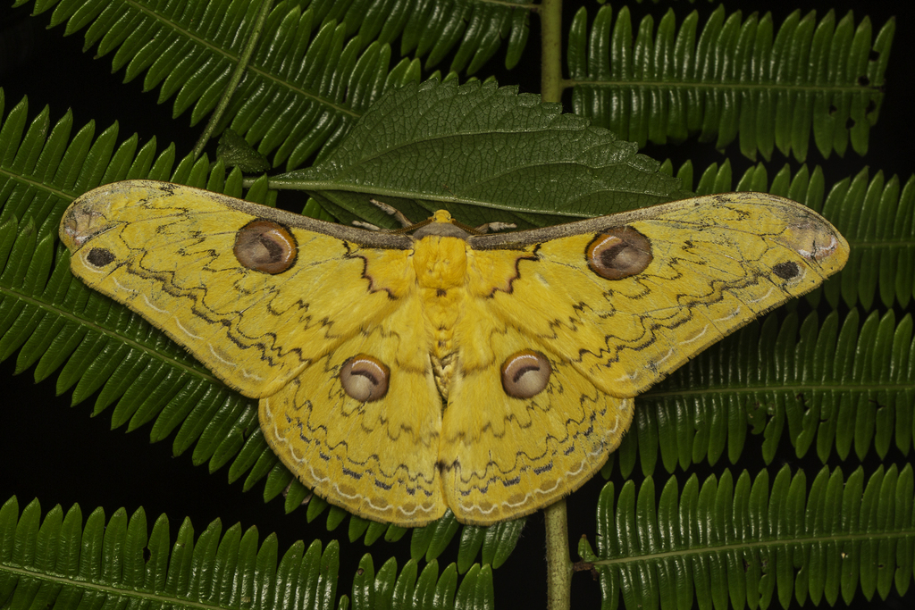 Loepa lampei from MCM Nature Discovery Villa (Stephen's Place), Fraser ...