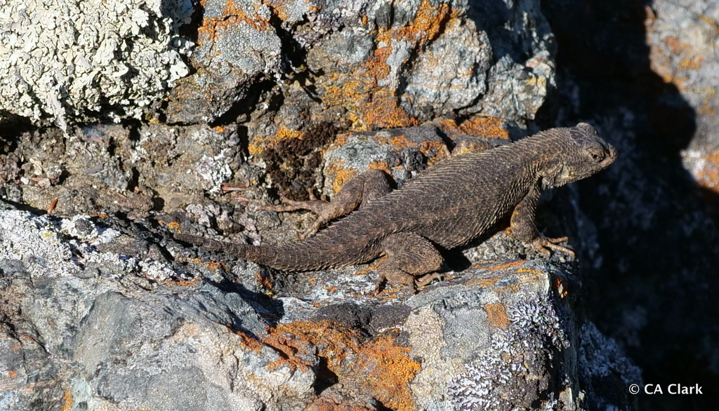 Western Fence Lizard from Edgewood Preserve, California, USA on March ...