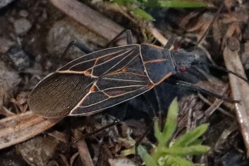 Western Boxelder Bug from Avery Park And Natural Area, Corvallis, OR ...