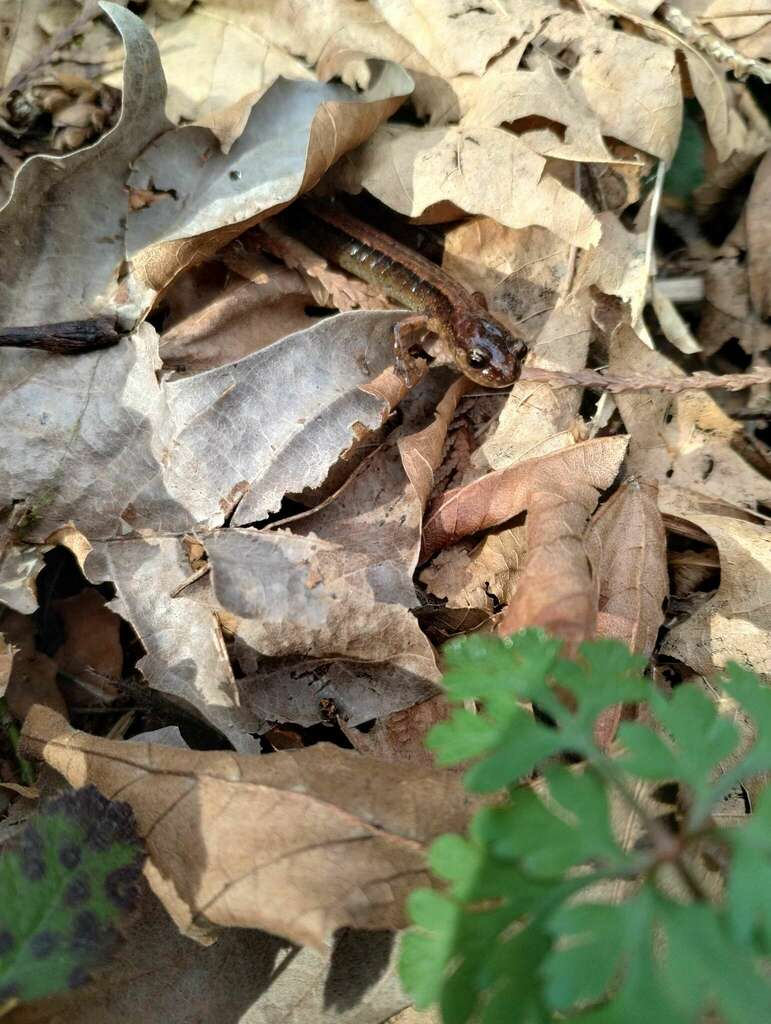 Western Red-backed Salamander from King County, WA, USA on March 7 ...